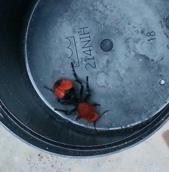 Velvet Ant, Cow Killer Ant | Project Noah