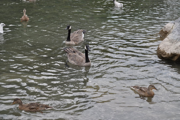 Canada Goose | Project Noah