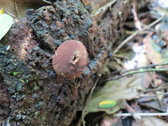 Calostoma | Project Noah