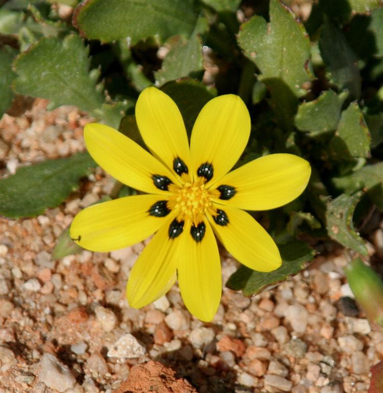 OneStonedCrow: The Desert In Flower - Part 1