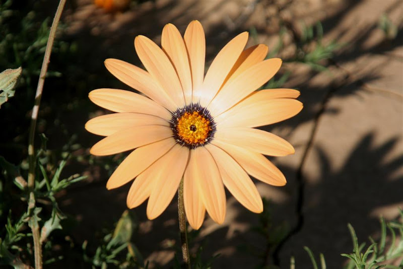OneStonedCrow: The Desert In Flower - Part 1