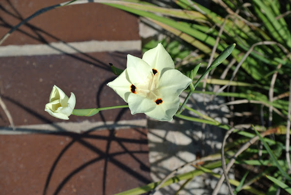 Fortnight Lily or African Iris | Project Noah