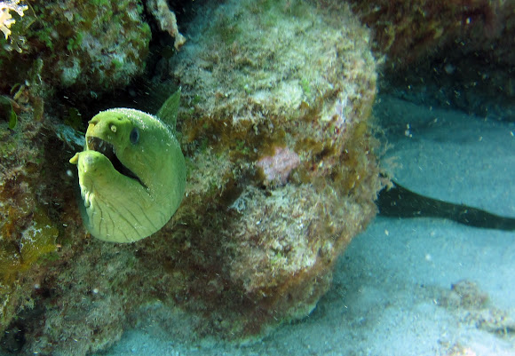 Green Moray Eel | Project Noah