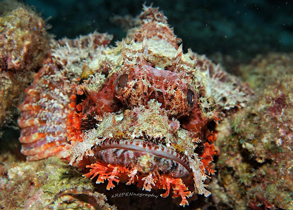 Bearded Scorpionfish | Project Noah