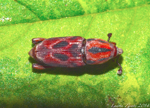 Palm Weevil | Project Noah