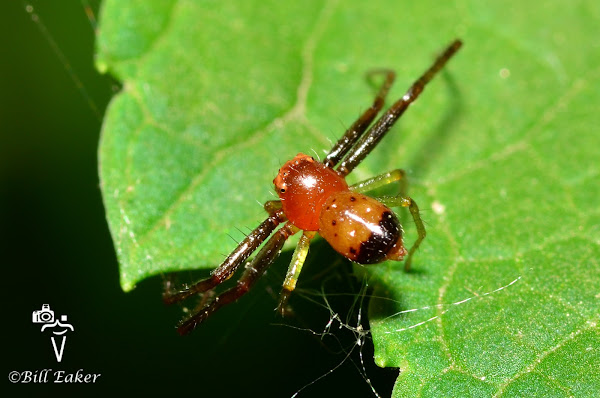 Crab Spider | Project Noah