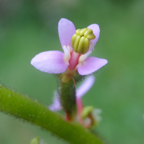 Grass Trigger plant | Project Noah
