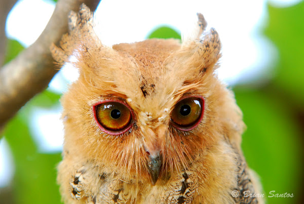 Philippine scops owl | Project Noah