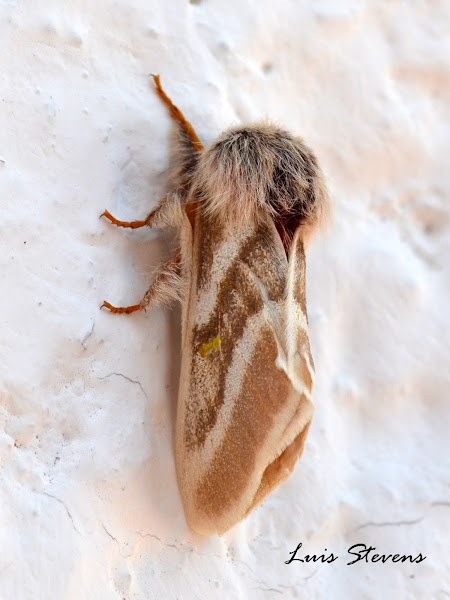 Buck Moth | Project Noah