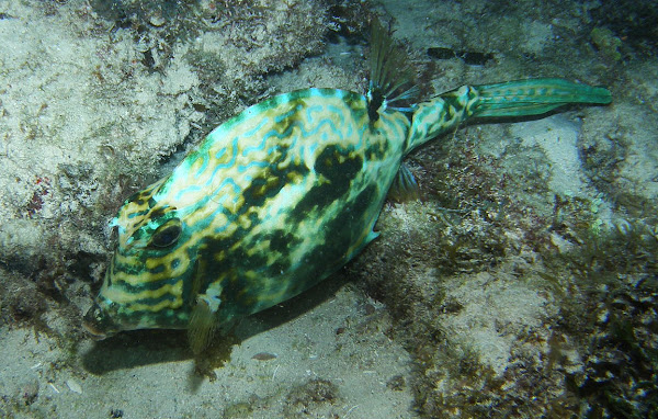 Scrawled Cowfish | Project Noah