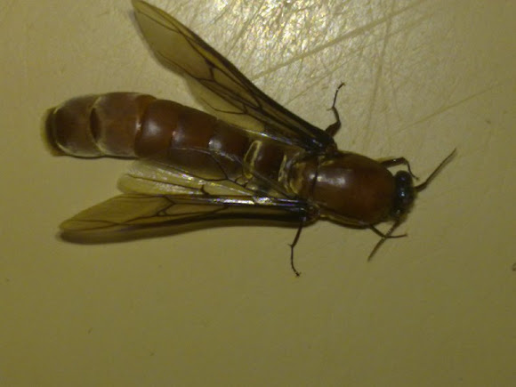 Red Driver Ant (Male) | Project Noah