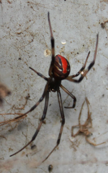 Redback Spider | Project Noah