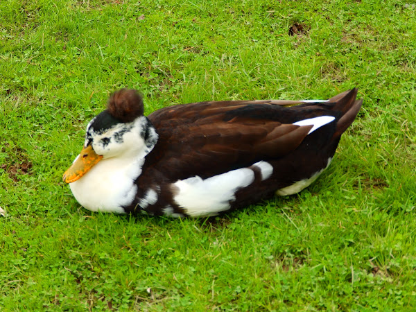 Crested Duck | Project Noah