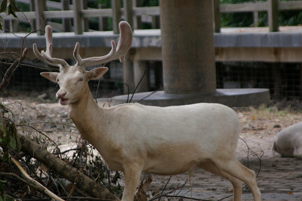 Fallow Deer | Project Noah