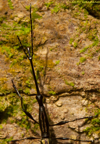 Tropical Weevil | Project Noah