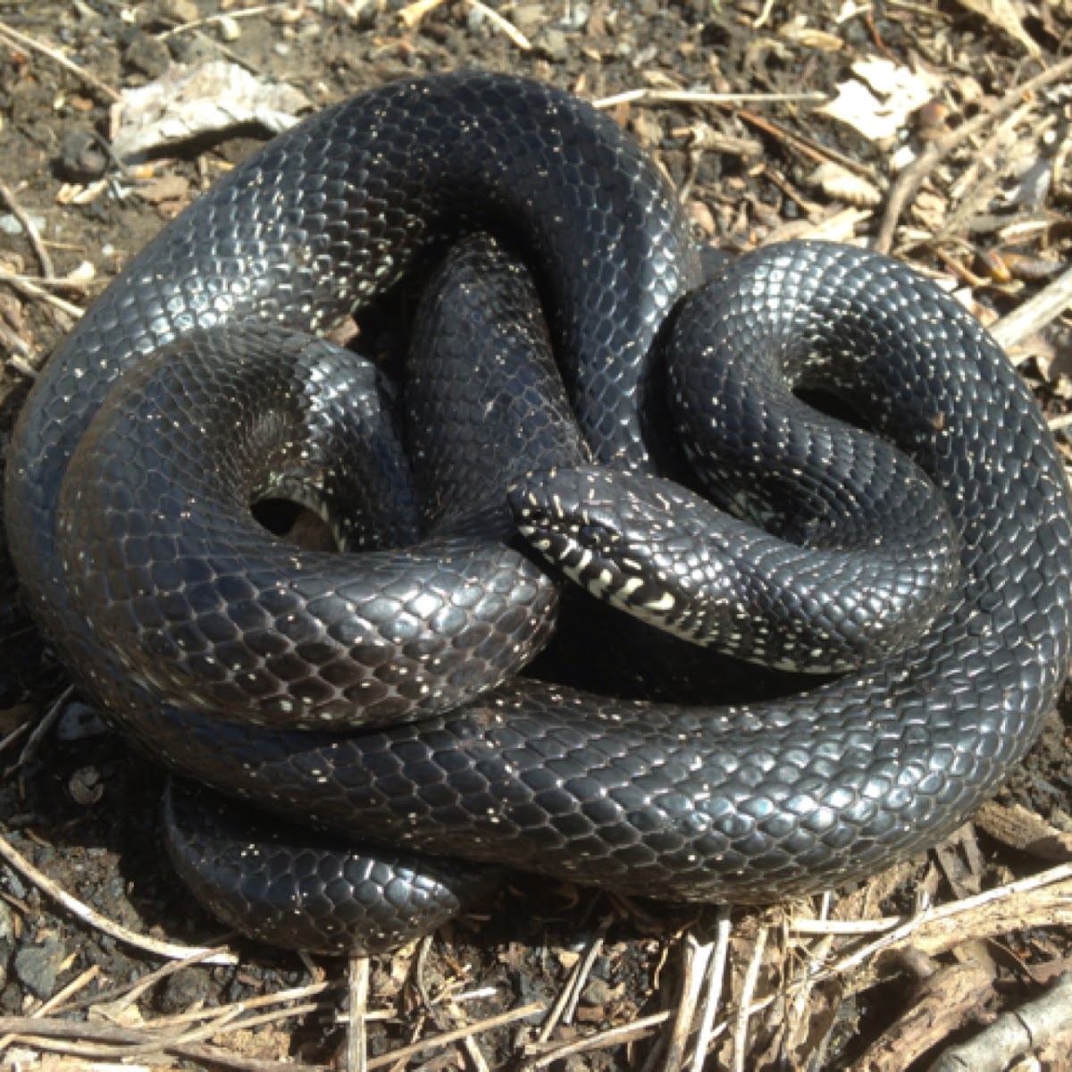 Black kingsnake | Project Noah