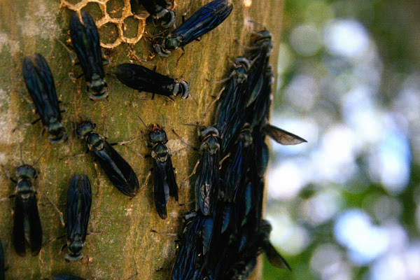 Warrior wasps | Project Noah