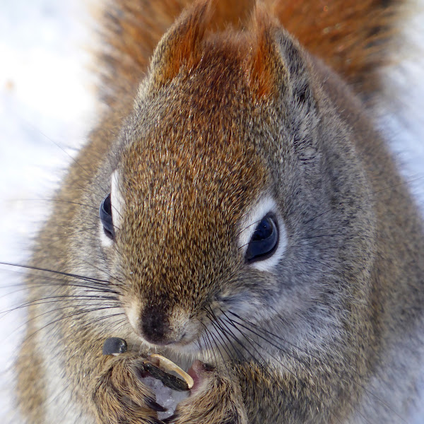 Red Squirrel | Project Noah