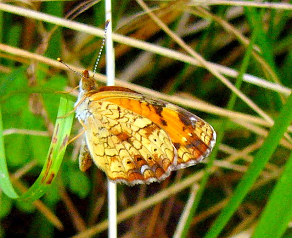 Pearl Crescent Butterflies | Project Noah