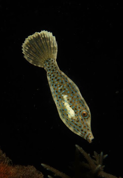 Scribbled/Scrawled Filefish | Project Noah