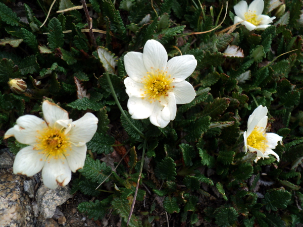 Mountain Dryad | Project Noah