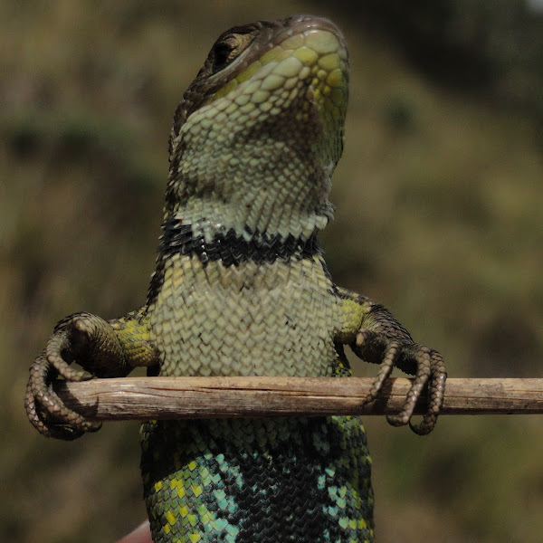 Reptiles Of Colombia | Project Noah