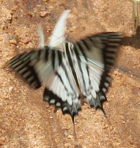 Spot swordtail | Project Noah