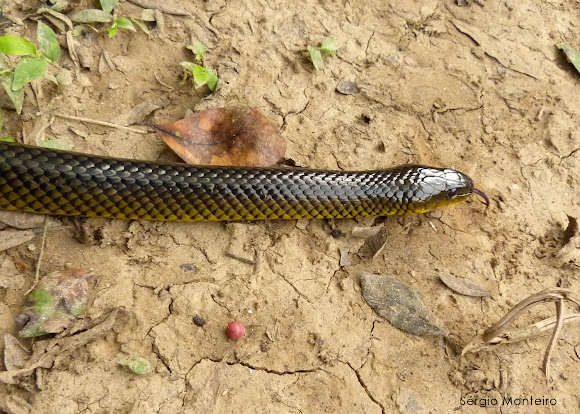 Cobra d'água (Water snake) | Project Noah