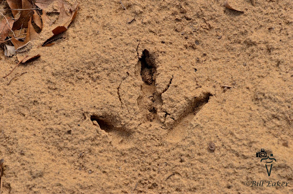 Wild Turkey Tracks | Project Noah