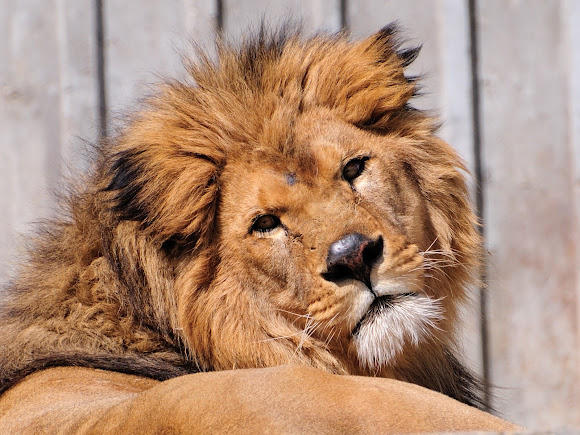 Lion, león | Project Noah