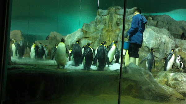 Emperor penguin | Project Noah