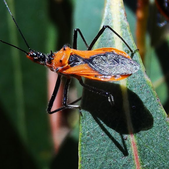 Spiny Orange assassin bugs | Project Noah