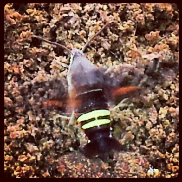 Nessus sphinx moth | Project Noah