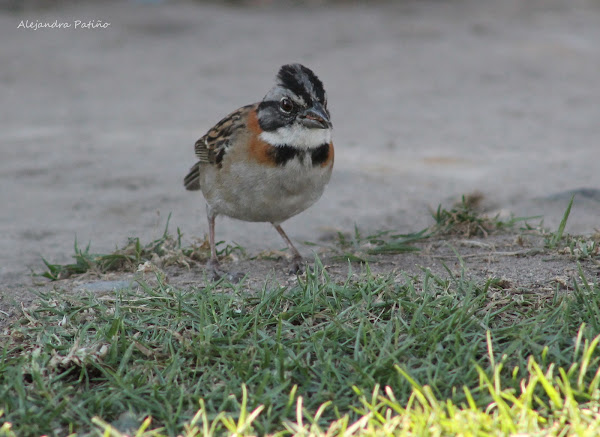 Copetón común / Rufous-collared sparrow | Project Noah