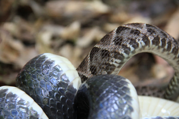 Clelia clelia | Project Noah