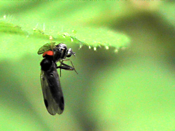 Rednecked Cane Borer | Project Noah