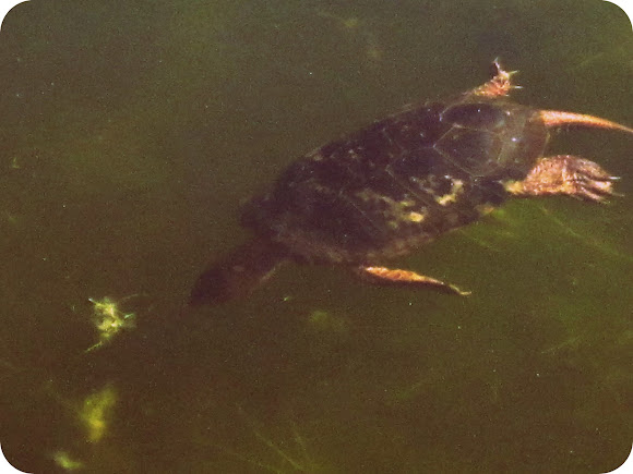 Pacific Pond Turtle | Project Noah