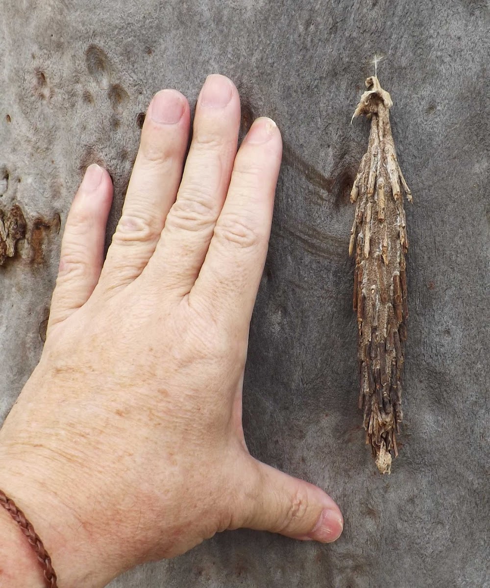 Saunder's Case Moth | Project Noah