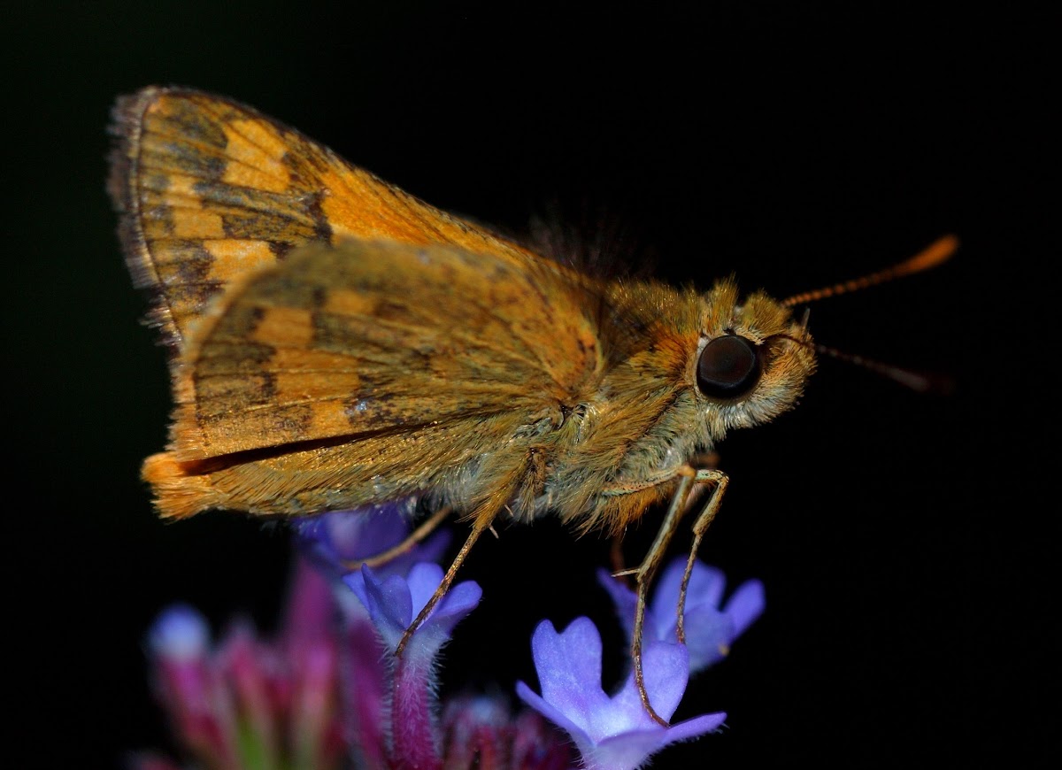 Skipper Butterfly | Project Noah