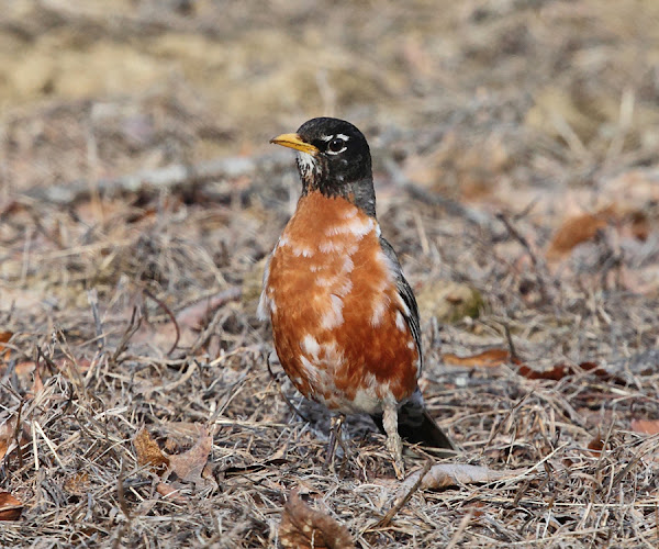 American Robin (leucistic) | Project Noah