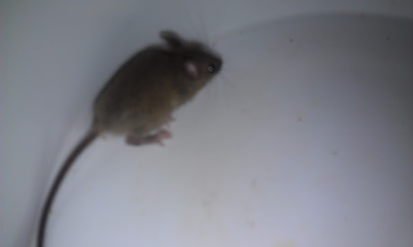 House Mouse | Project Noah