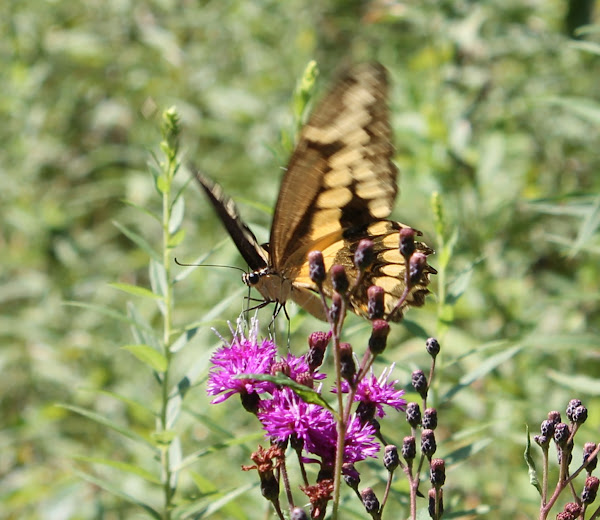 Eastern giant swallowtail | Project Noah