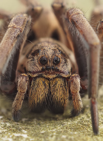 Hogna radiata | Project Noah