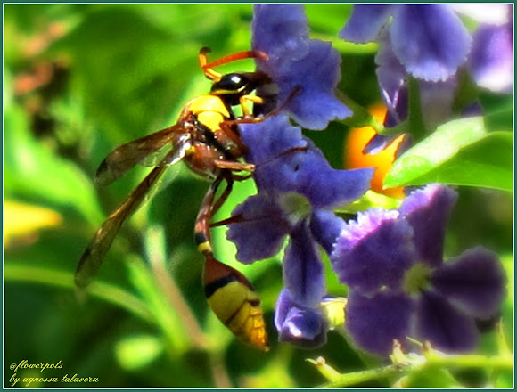Yellow Potter Wasp | Project Noah