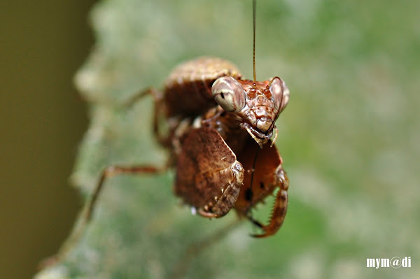 Boxer Mantis | Project Noah