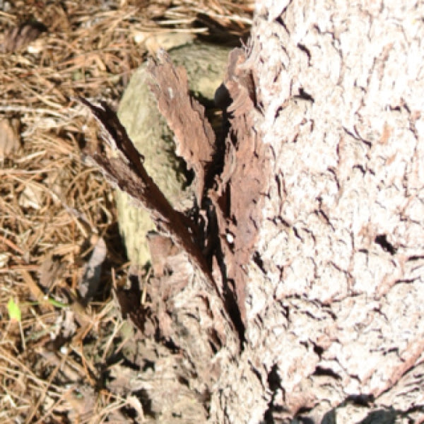 Eastern Redbud Tree Bark | Project Noah