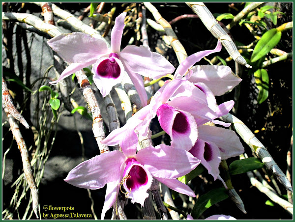Sanggumay, Purple Rain Orchid | Project Noah
