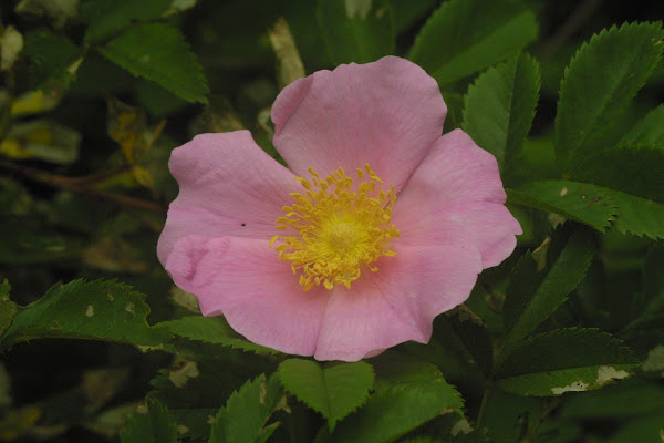 Swamp Rose | Project Noah