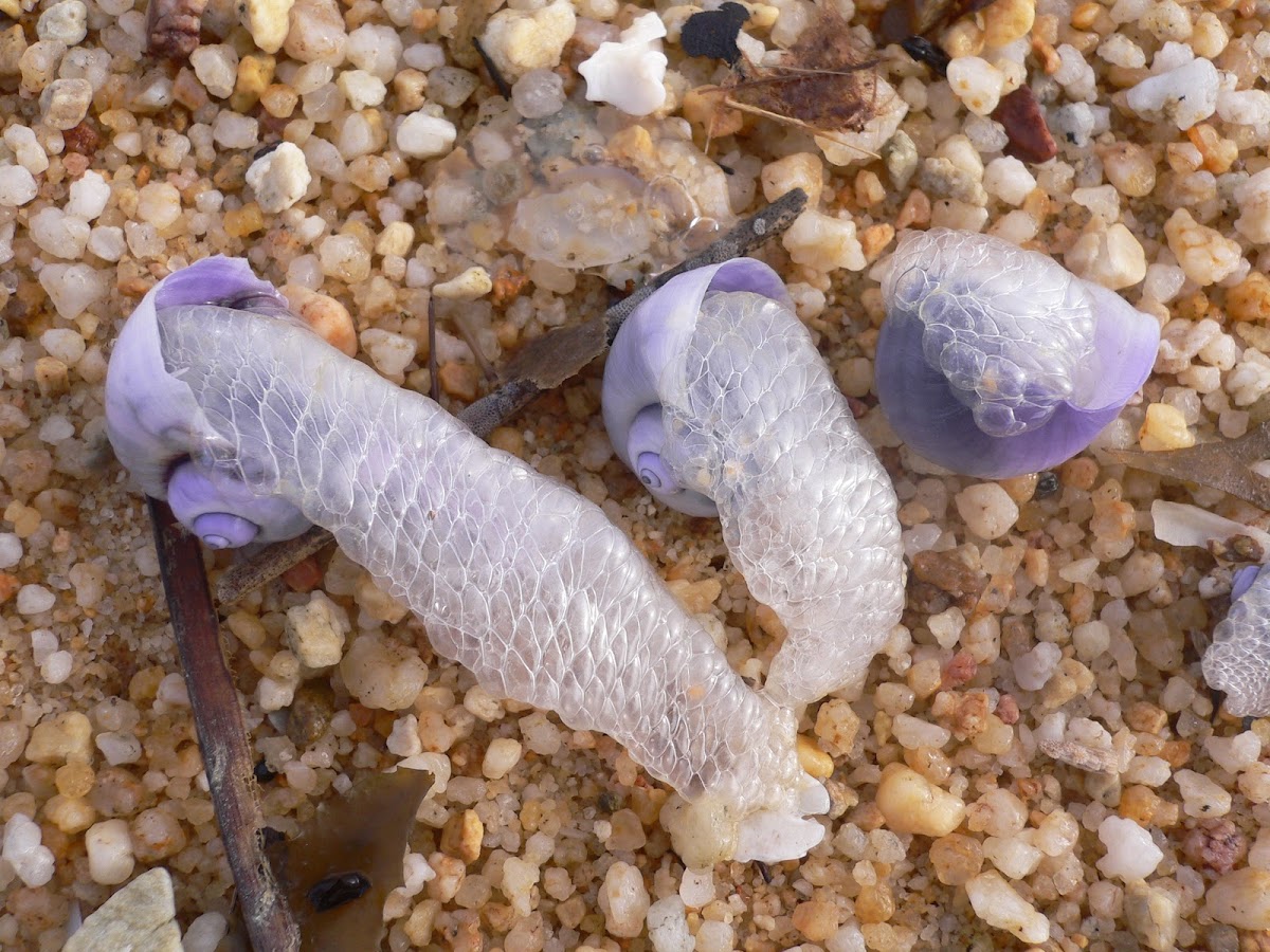 Bubble Rafting Snail | Project Noah