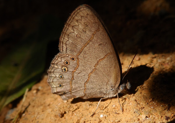 Spotting | Project Noah